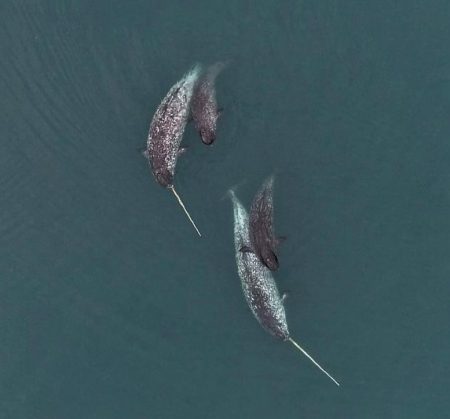 Caught On Drone: Narwhals Stun Prey and Play With Their Tusks