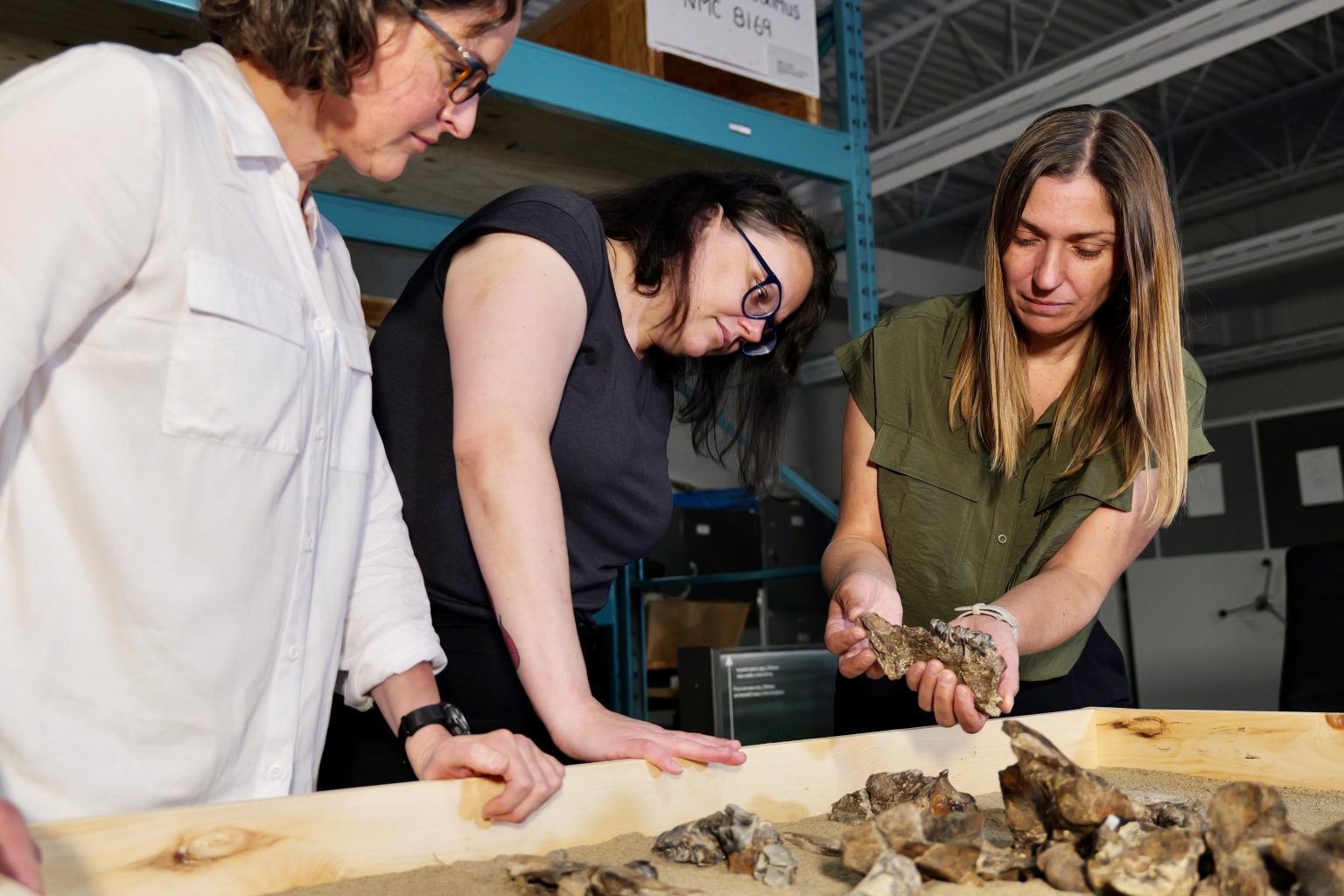 Scientists Discover a 23-Million-Year-Old “Arctic Rhino” in Canada