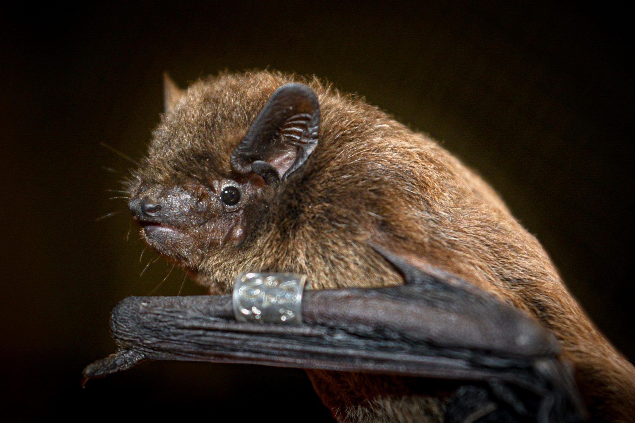 Experiments Show Cryptic Sixth Sense of Orientation of Bats Lies in the Eye