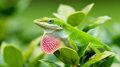 The Rapid-Fire Evolution of Green Anoles