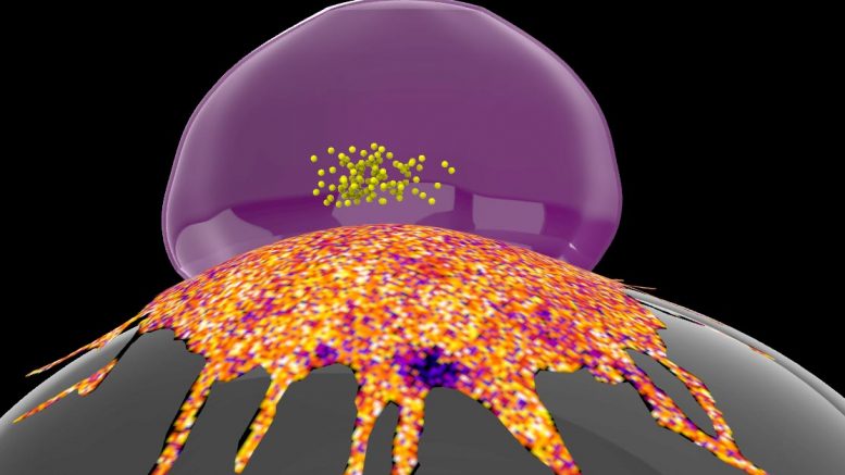 Optogenetics Regulates Metabolic Activity in the Membranes of Cells