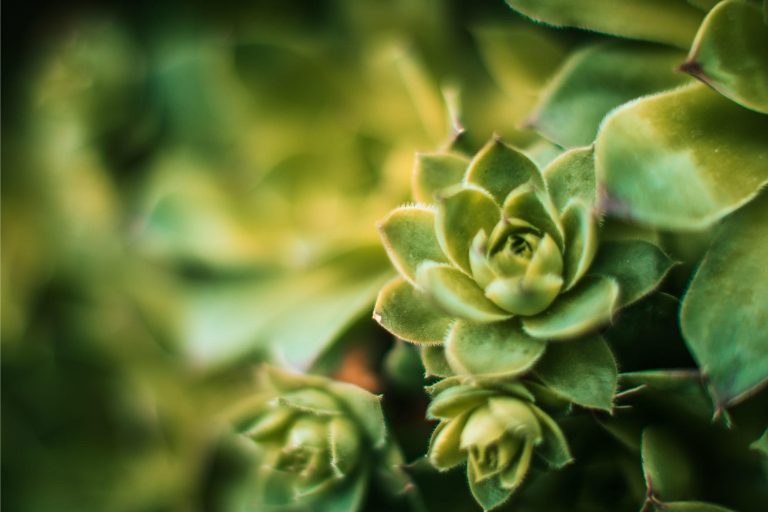 Human “Plant Blindness” – New Study Identifies Cause and Cure