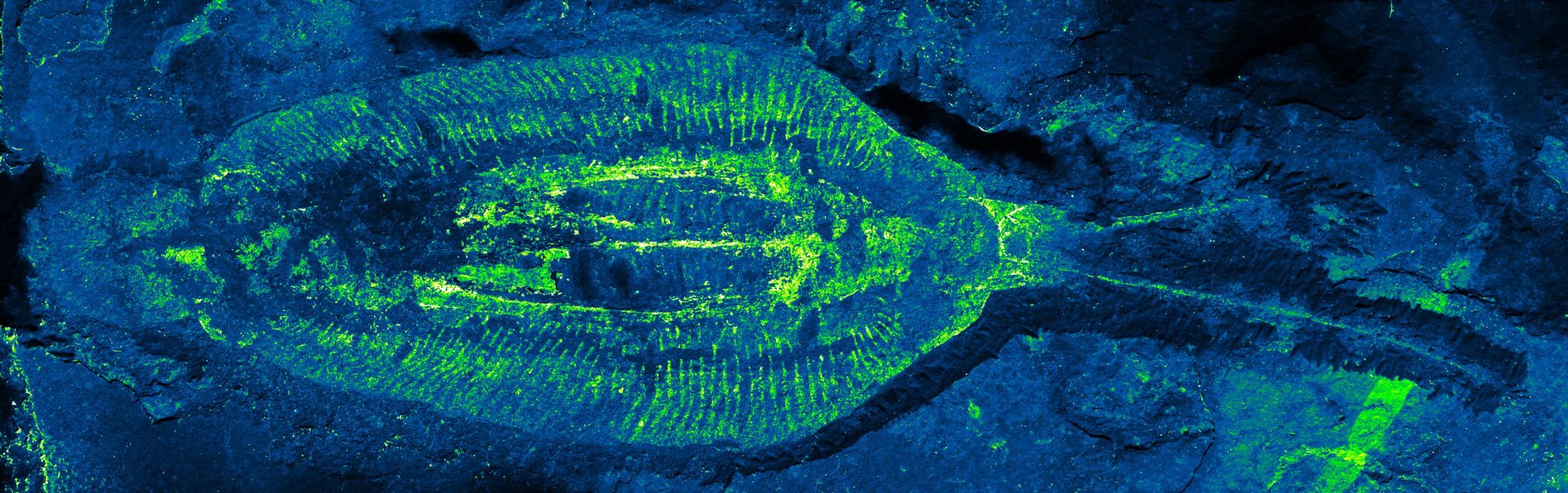 Ancient Fossil Discovery Solves 500-Million-Year-Old “Squid” Mystery