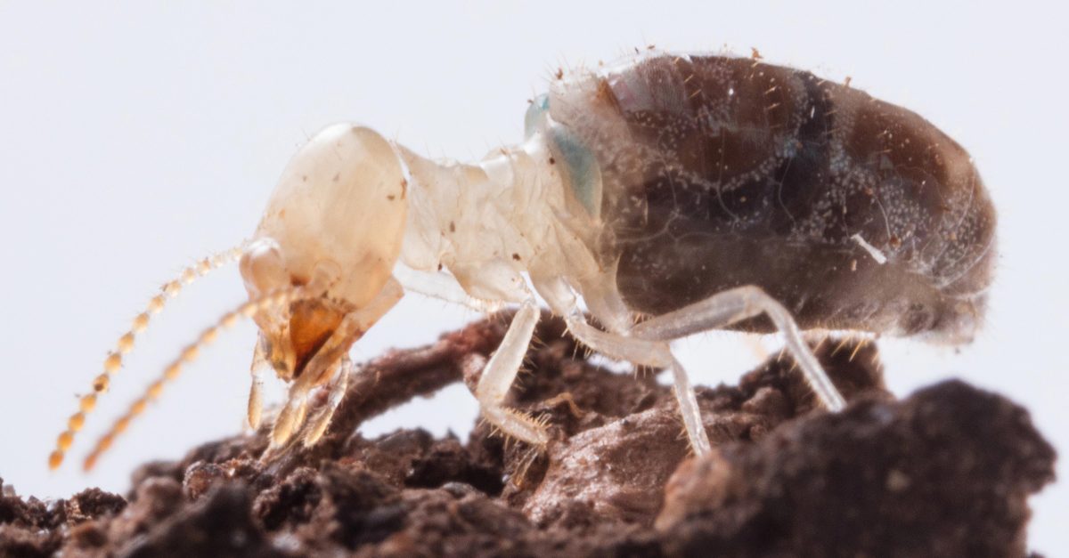 Why Termites Blow Themselves Up: The Fascinating Chemistry of Their ...