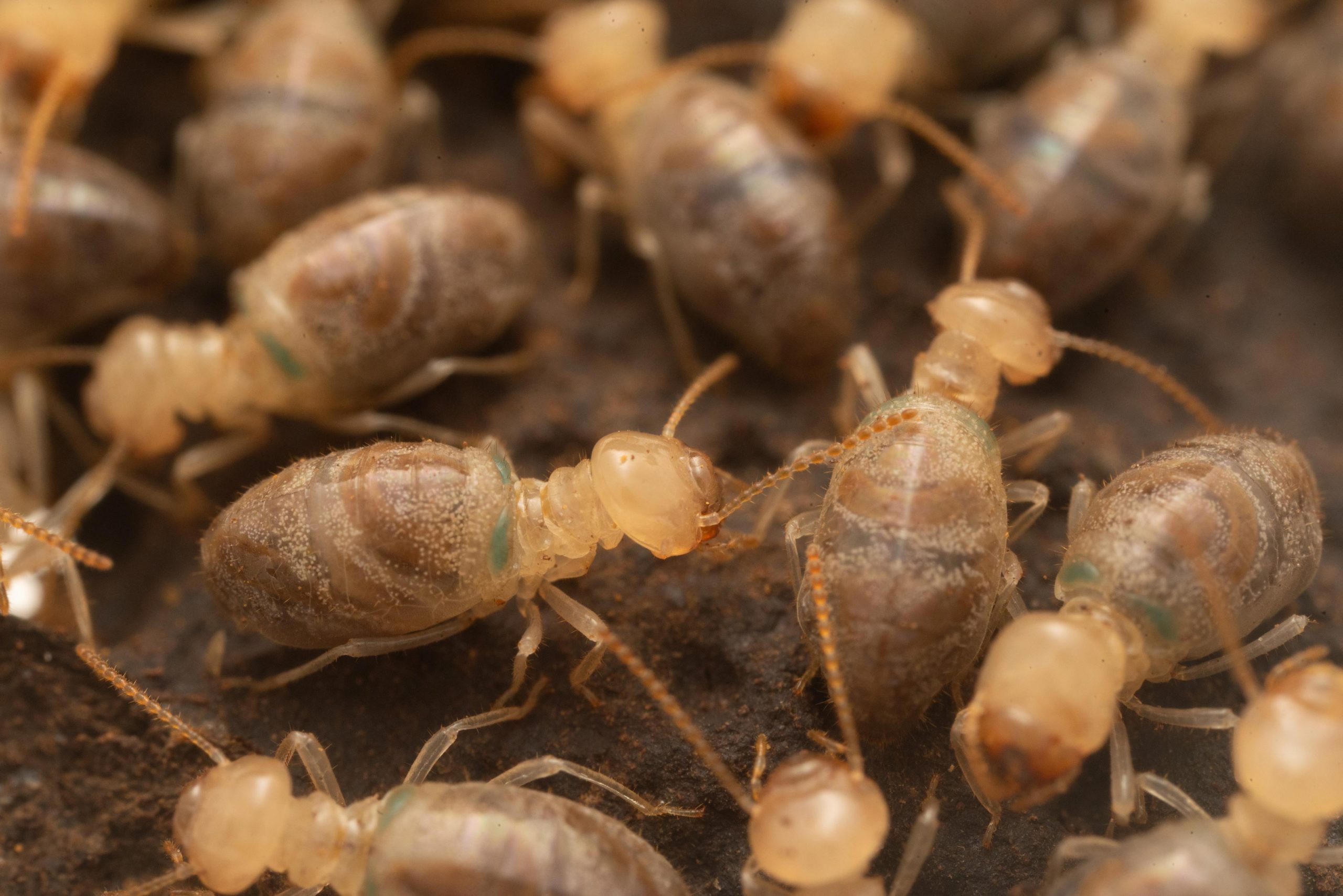 Why Termites Blow Themselves Up: The Fascinating Chemistry of Their ...