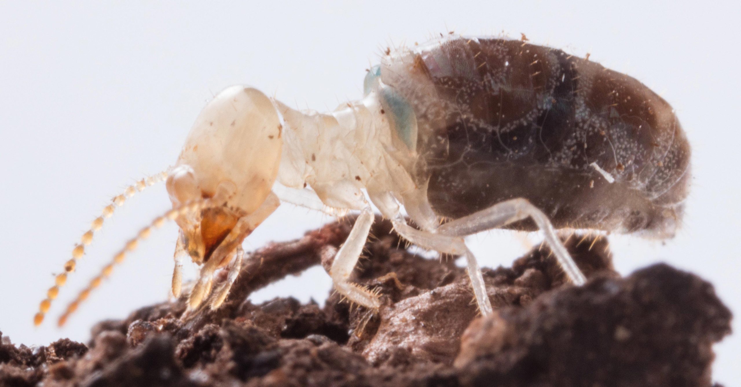 Why Termites Blow Themselves Up: The Fascinating Chemistry of Their ...