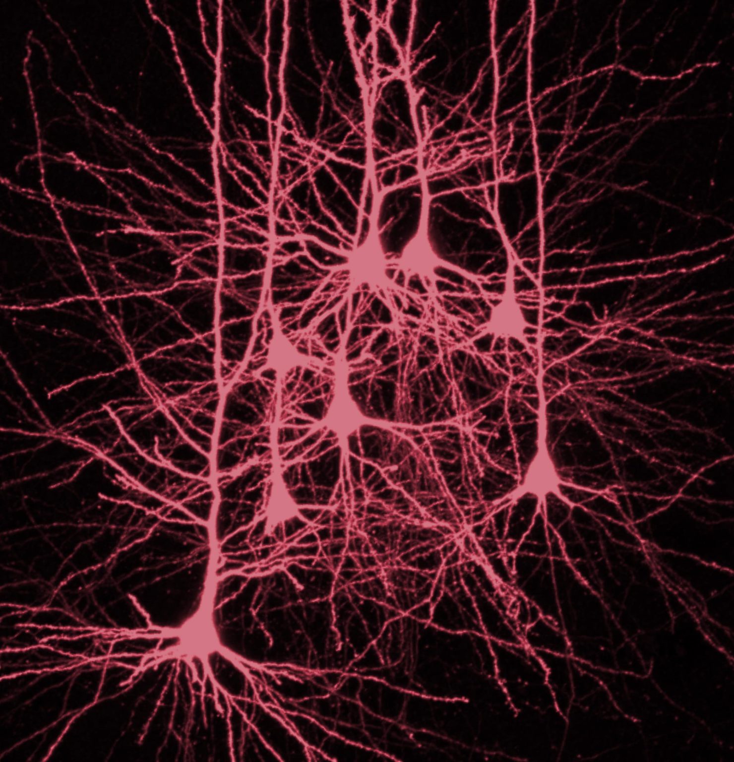 Unlock the Science of Deep Sleep and Memory Formation