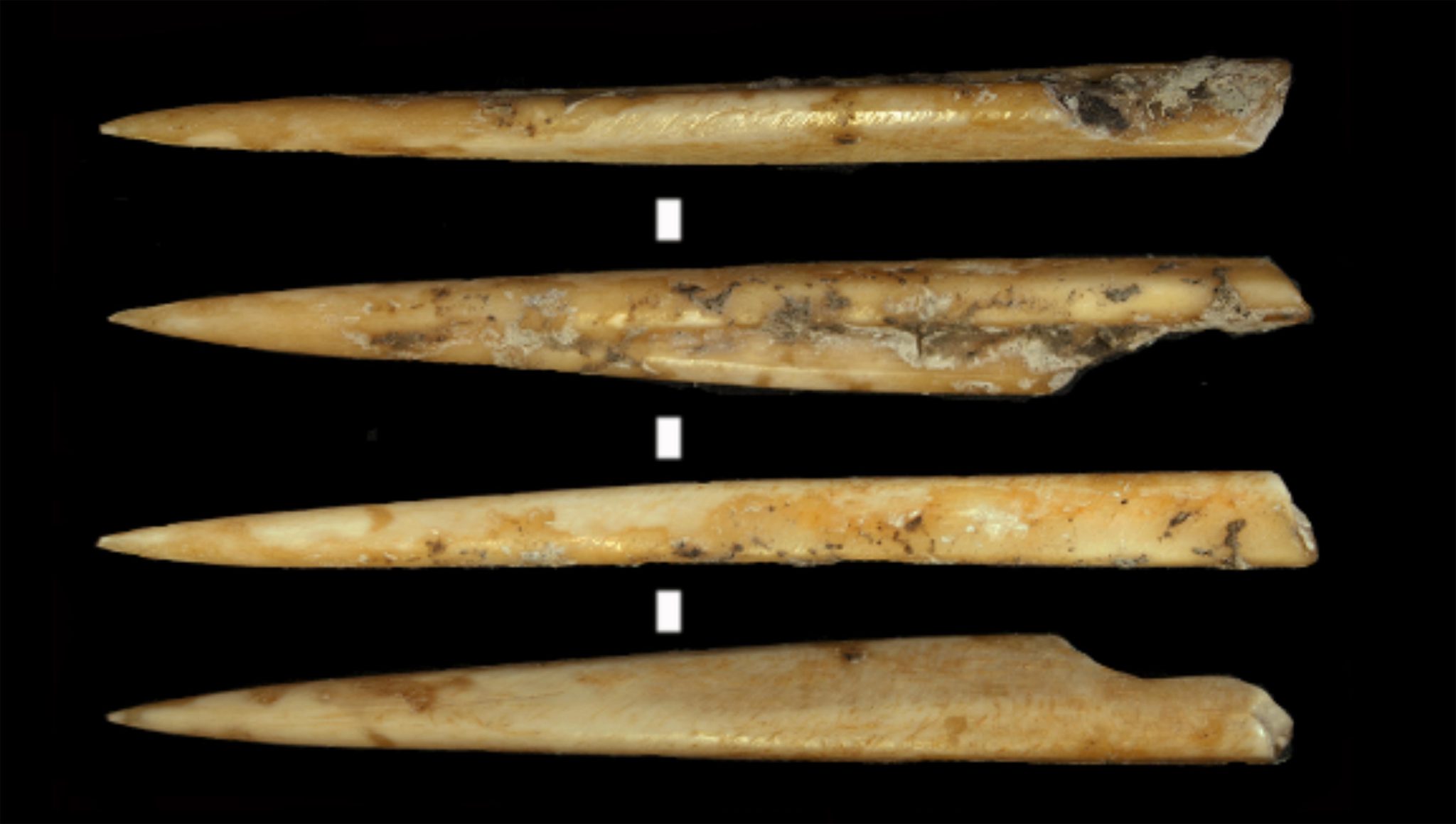 7,000-Year-Old Deer Bones Reveal Secrets of Ancient Neolithic Tool ...