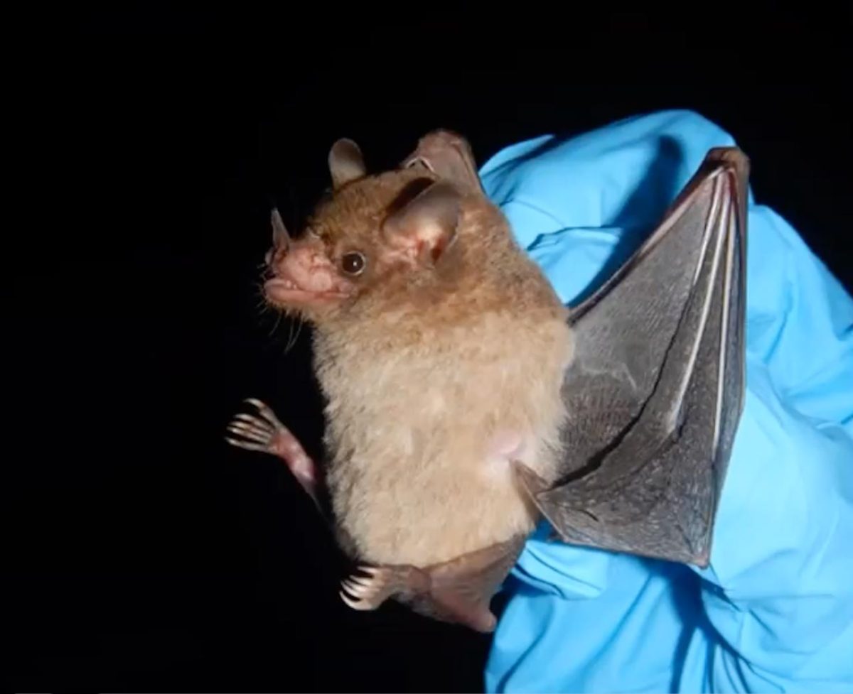 Pure Sugar: Bats’ Shocking Diet Secrets Could Help Us Understand Diabetes