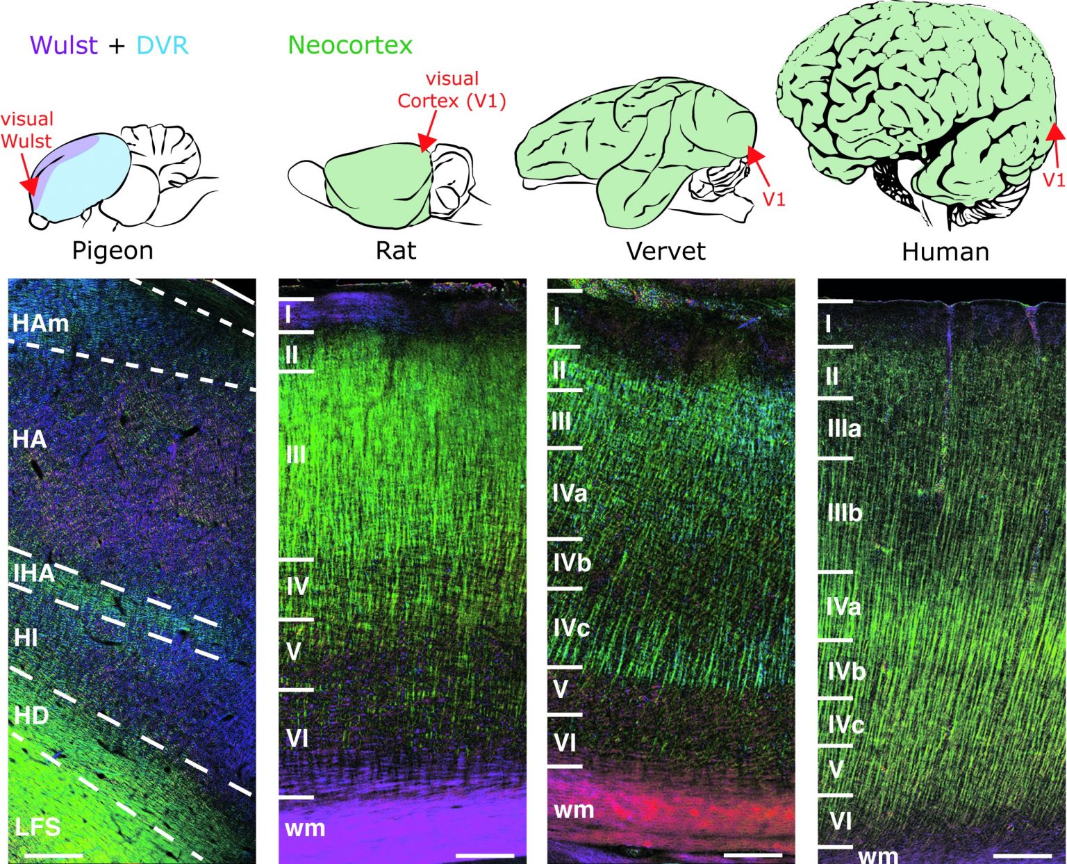 Bird Brains Are Surprisingly Complex: Extraordinary Cognitive ...