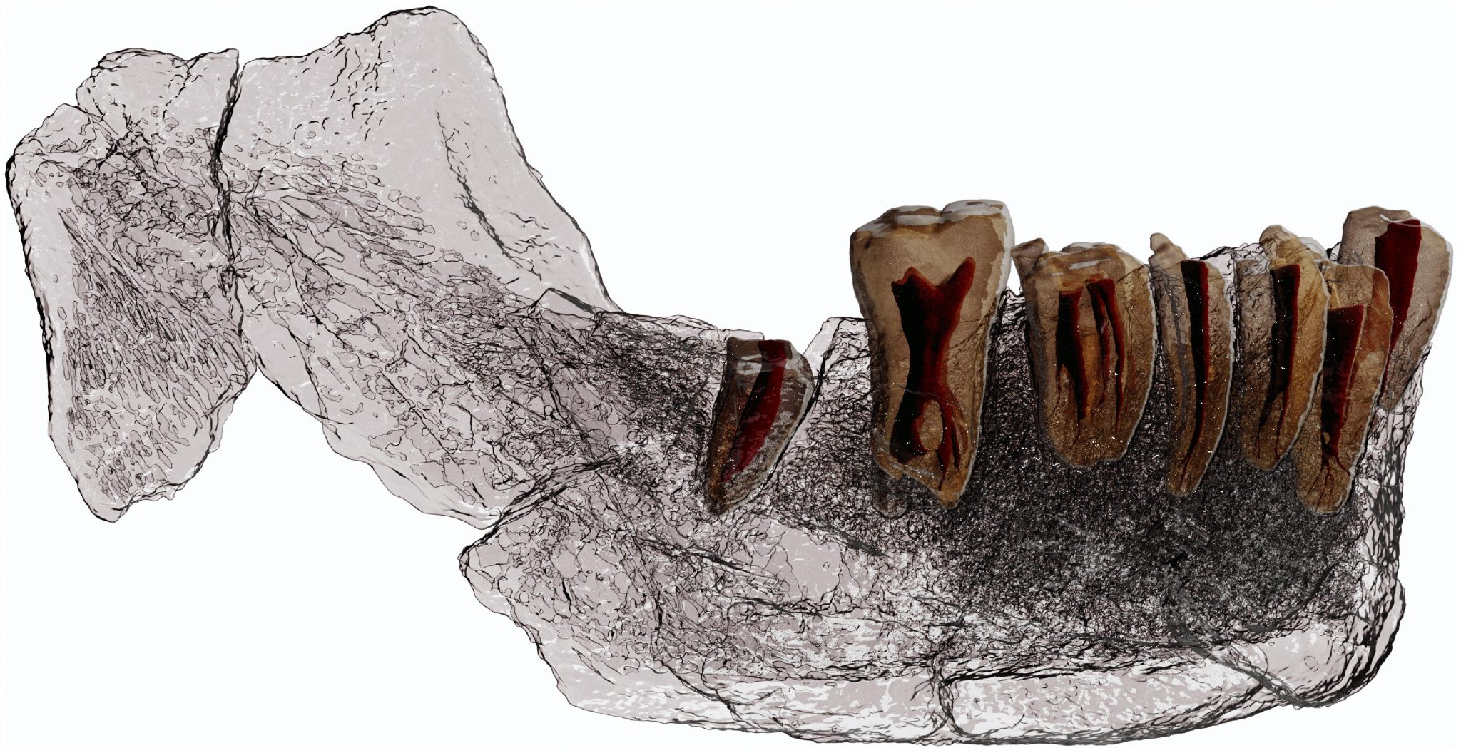 New Fossil Discovery of a Distinct, Ancient Human Species Points to ...