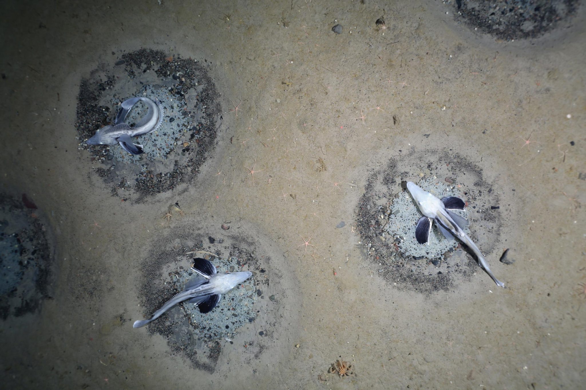 “Spectacular Discovery” in Antarctica: Massive Icefish Breeding Colony ...