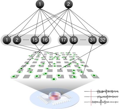 Free Energy Principle Predicts Self-Organized Learning in Real Neurons
