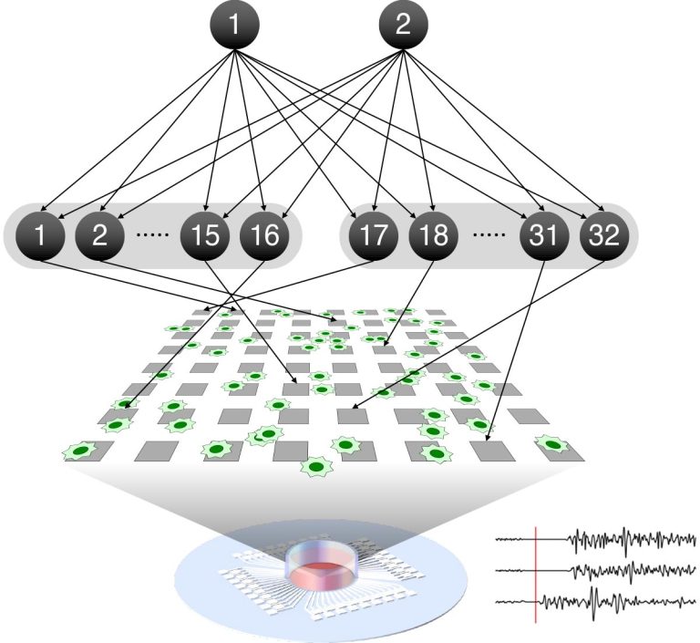 Free Energy Principle Predicts Self-Organized Learning in Real Neurons