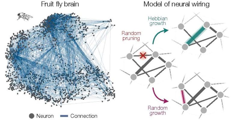 Brain Connectivity Breakthrough: Similar Neural Network Patterns ...