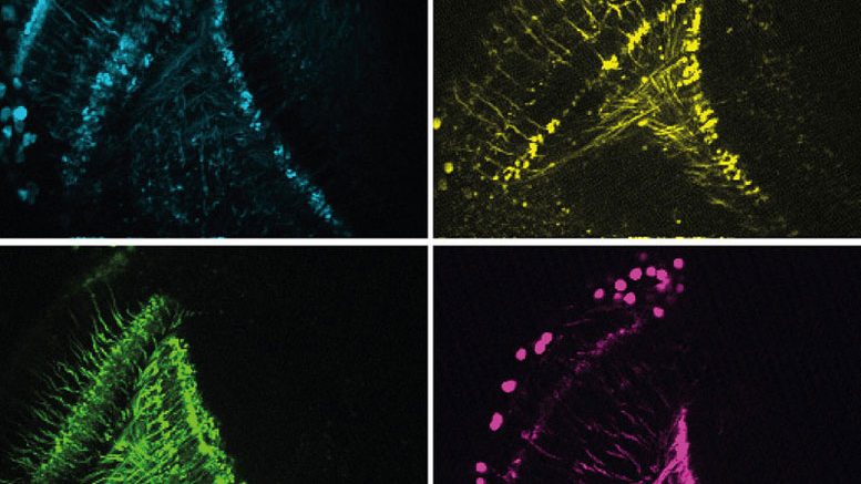 Latest Biology News & Discoveries: Cutting-Edge Research in Life ...