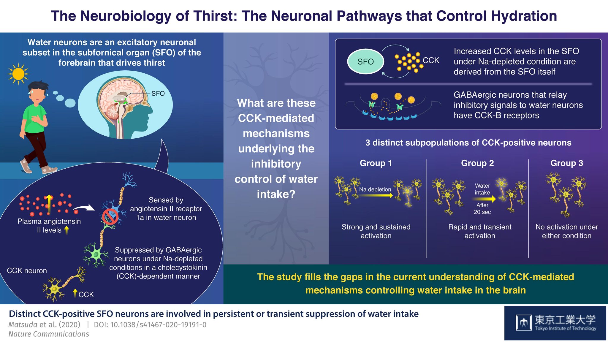 The Neurobiology of Thirst: The Brain Mechanisms That Control Hydration