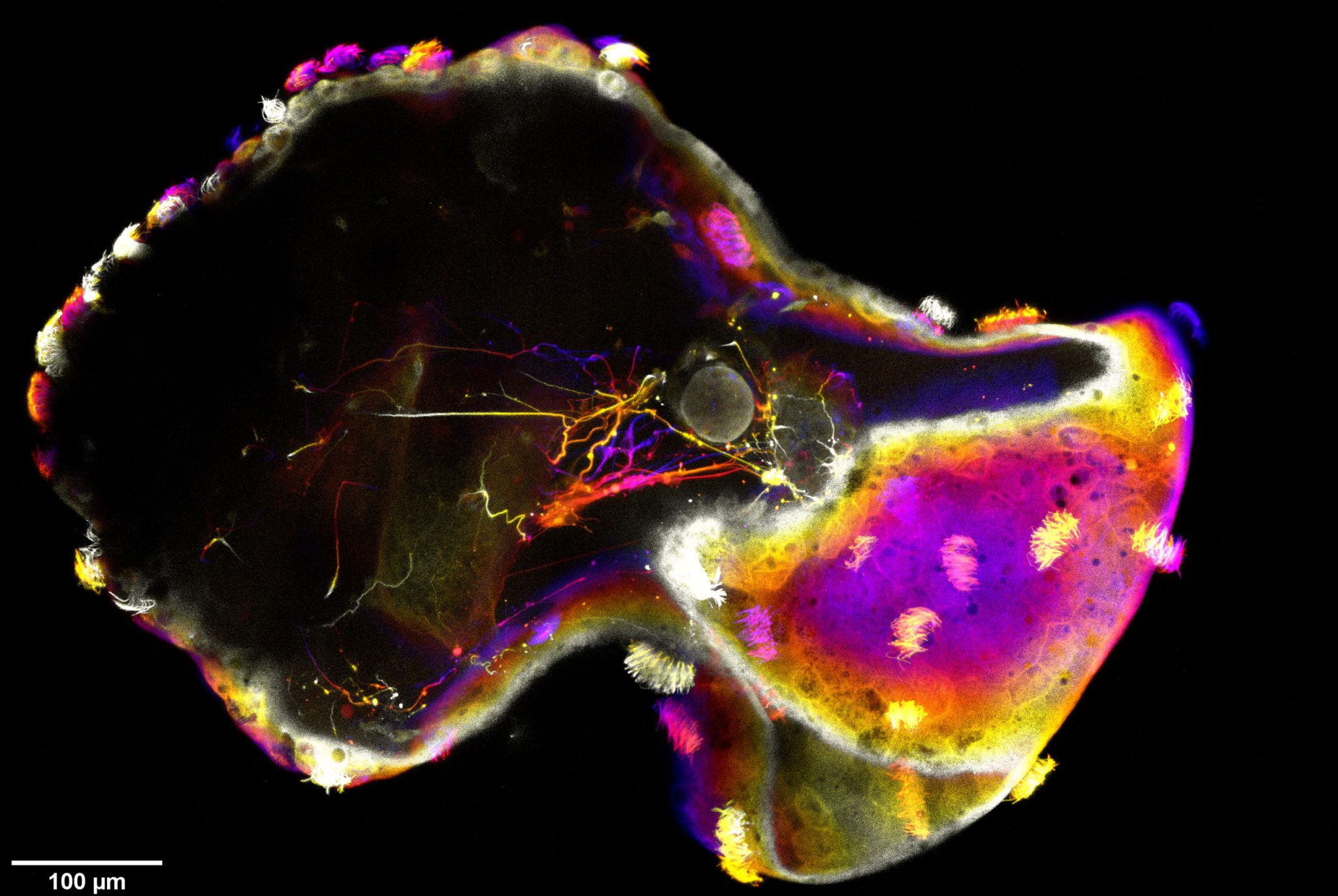 Scientists Create “Neurobots” – Living Machines With Their Own Nervous ...