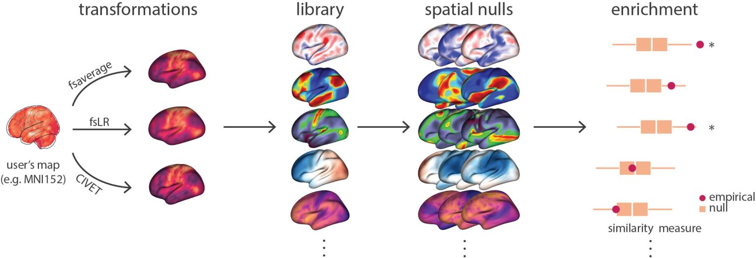 neuromaps: A One-Stop-Shop for Brain Maps