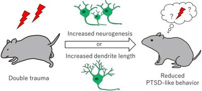 New Research Reveals That Exercise Can Rewire Brains and Erase ...