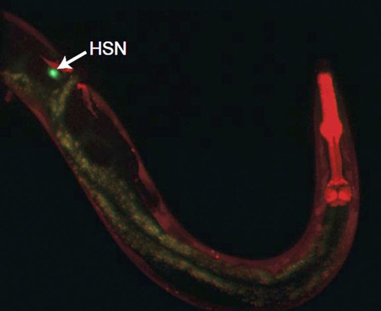 Decoding Complexity Mits Insight Into Individual Neurons And Behavior