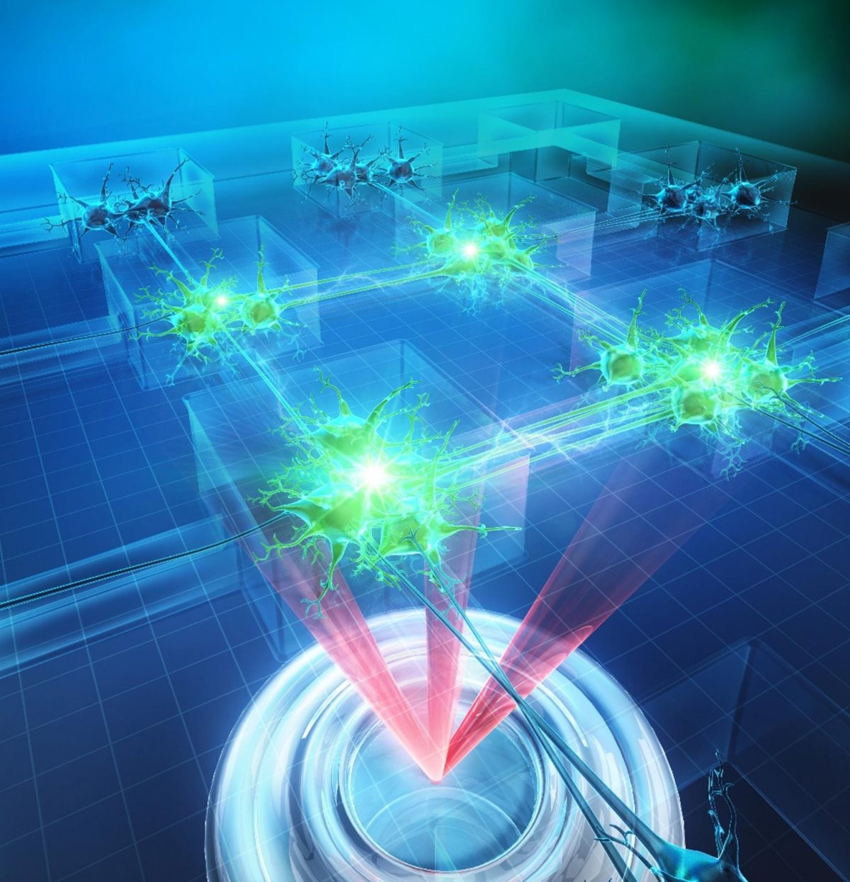 Neuroscience Breakthrough: In-Vitro Neurons Exhibit Advanced Brain-Like ...