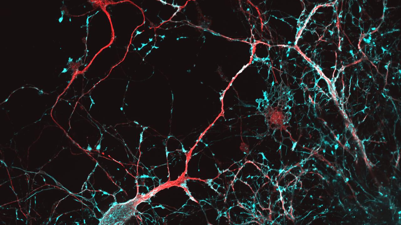 Psychedelic Breakthrough: Scientists Successfully Achieve Total ...