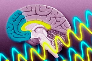 Neuroscientists Examine How Brain Waves Guide Memory Formation