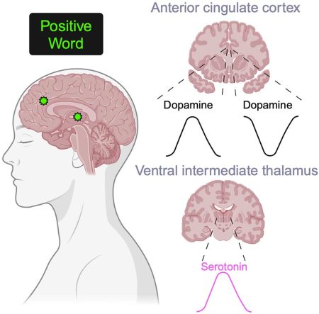 Inside Your Brain: How Emotional Words Drive Decisions and Behavior