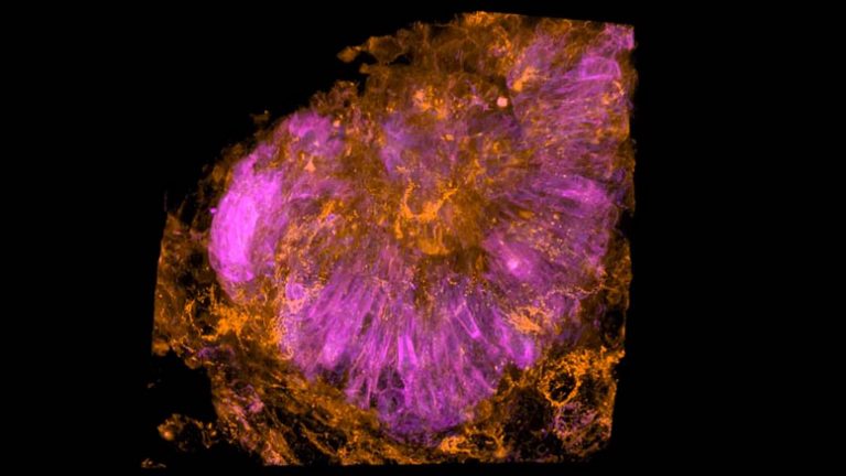 Revolutionary Gigapixel 3D Microscope Captures Life in Jaw-Dropping Detail