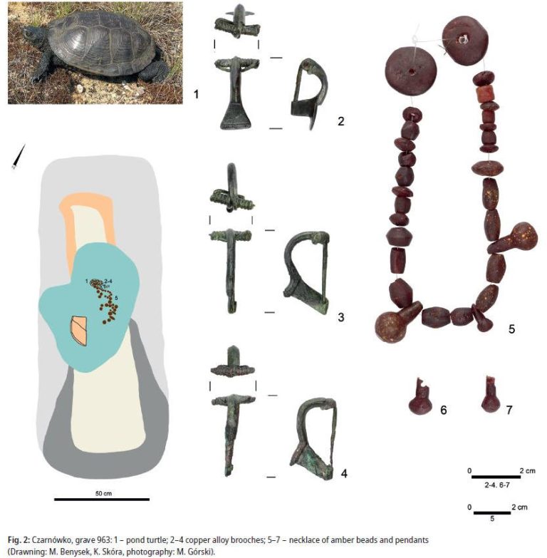 New Analysis Sheds Light on Mystery of Turtle Remains Found in Ancient ...