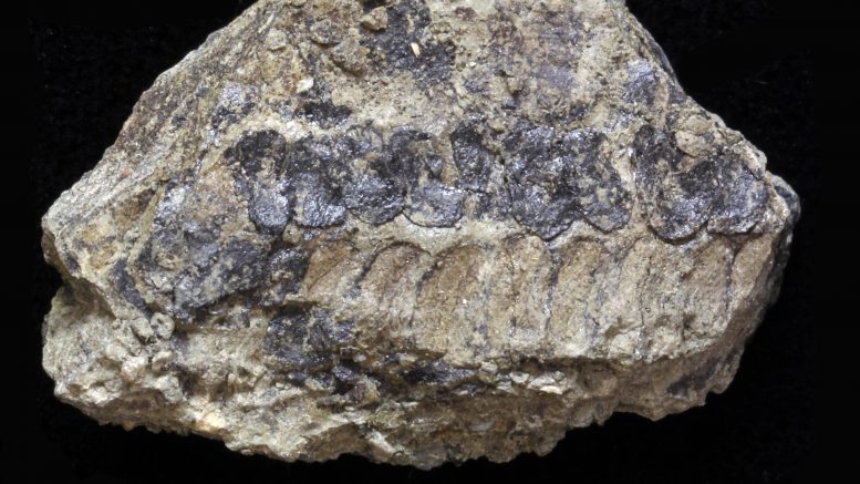 Closing a 25-Million Year Gap Between the “Molecular Clock” and the ...