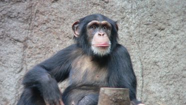 New Chimpanzee Research Sheds Light on Human Evolution