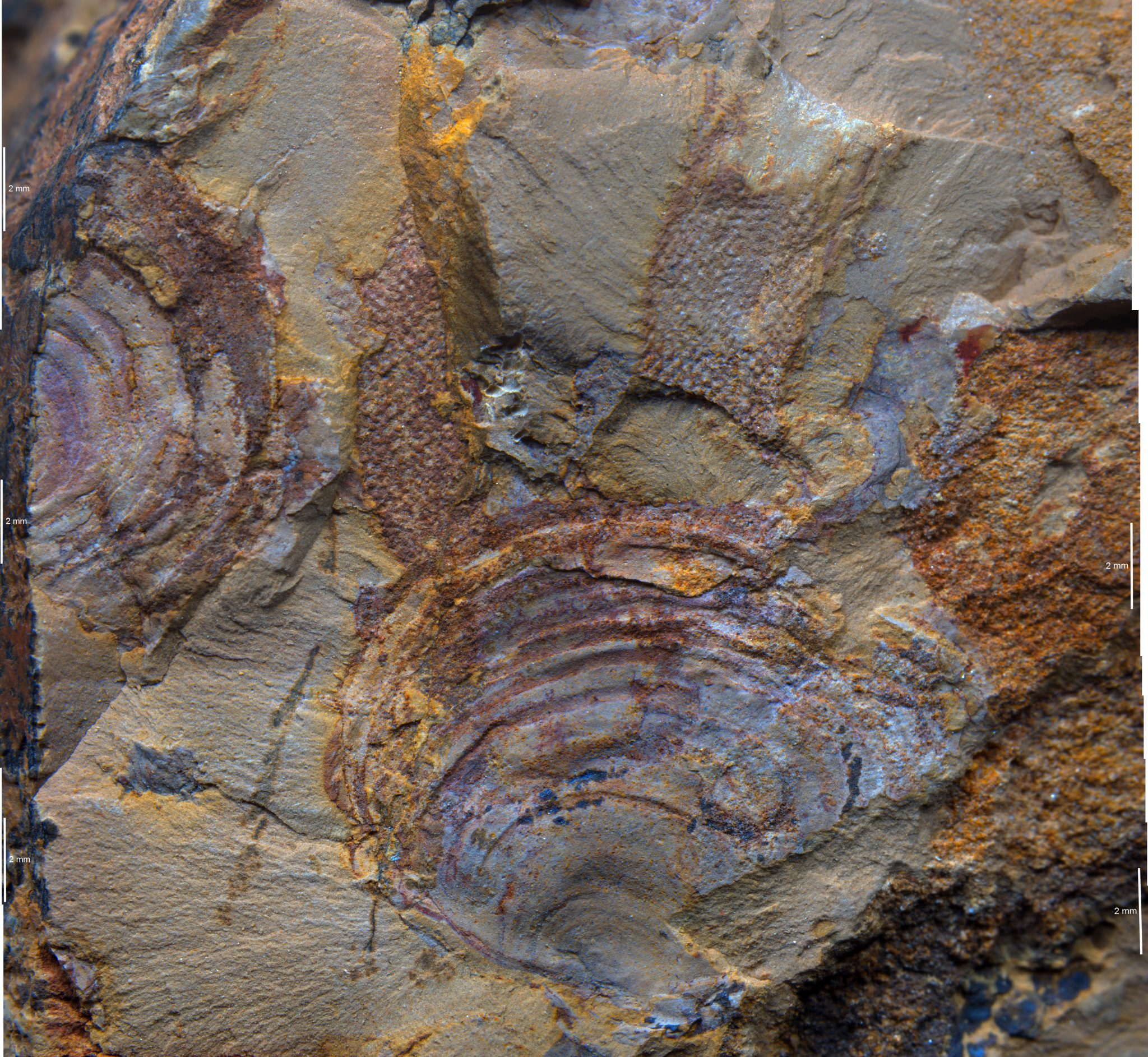Oldest Fossils of Mysterious Prehistoric Creature Aren’t What ...