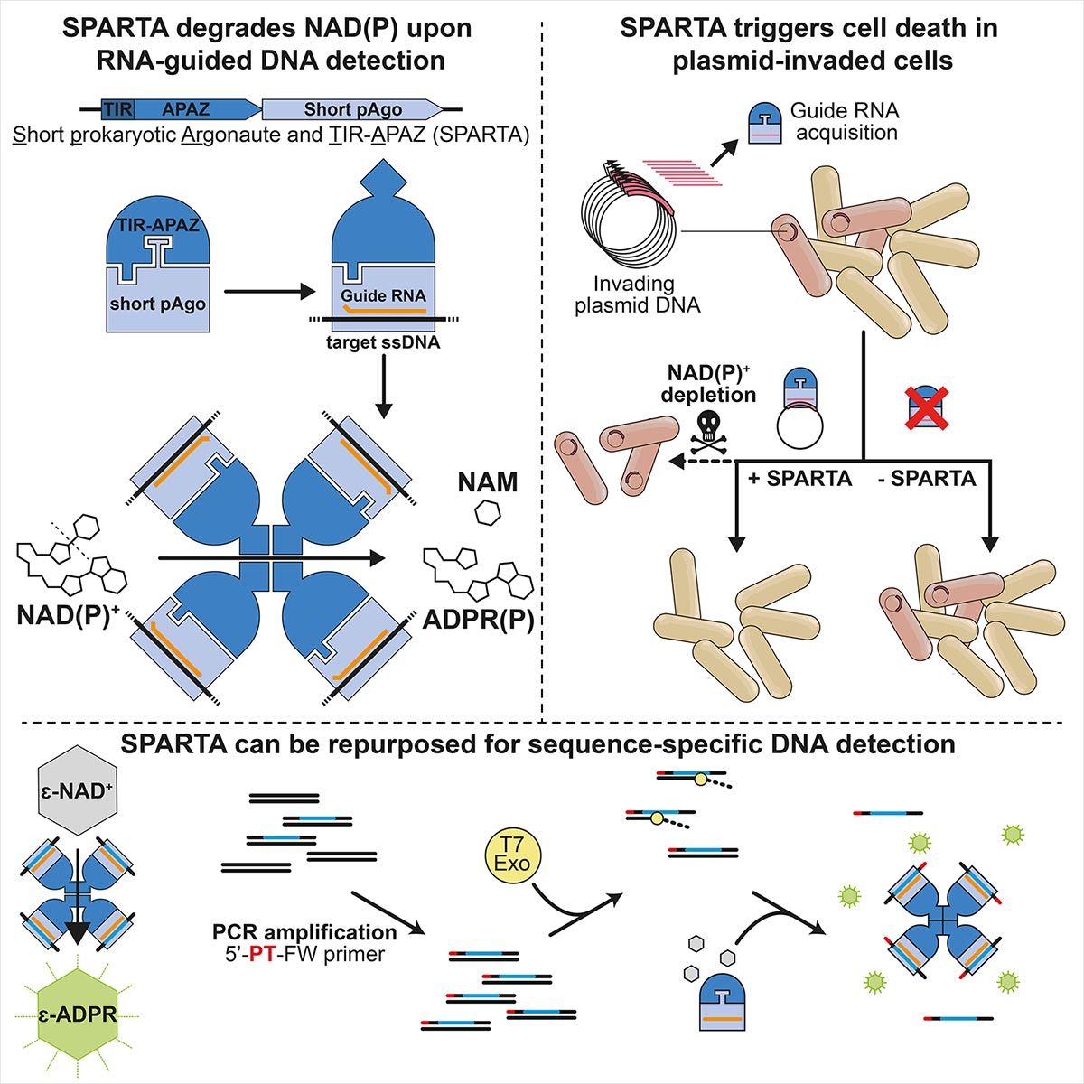 Entirely New Immune System Discovered in Bacteria