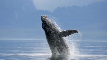 Using Whale Songs and Seismometers to Reveal Deep Secrets of the ...