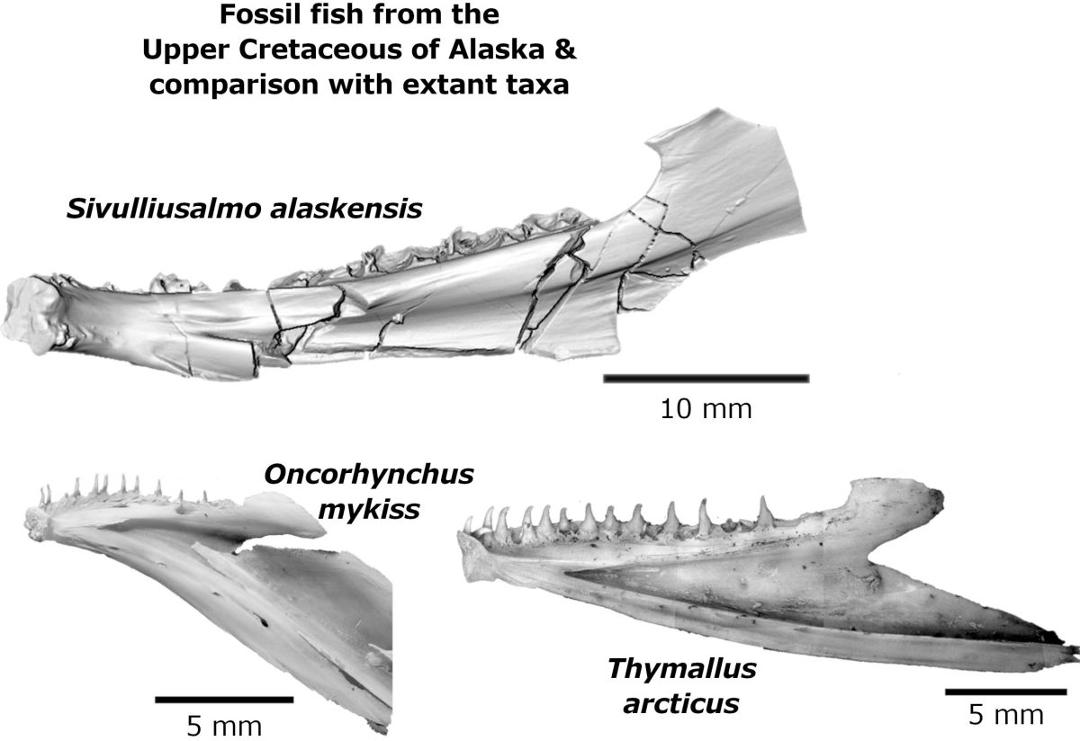 “First Salmon”: 73-Million-Year-Old Fossil Rewrites Fish History