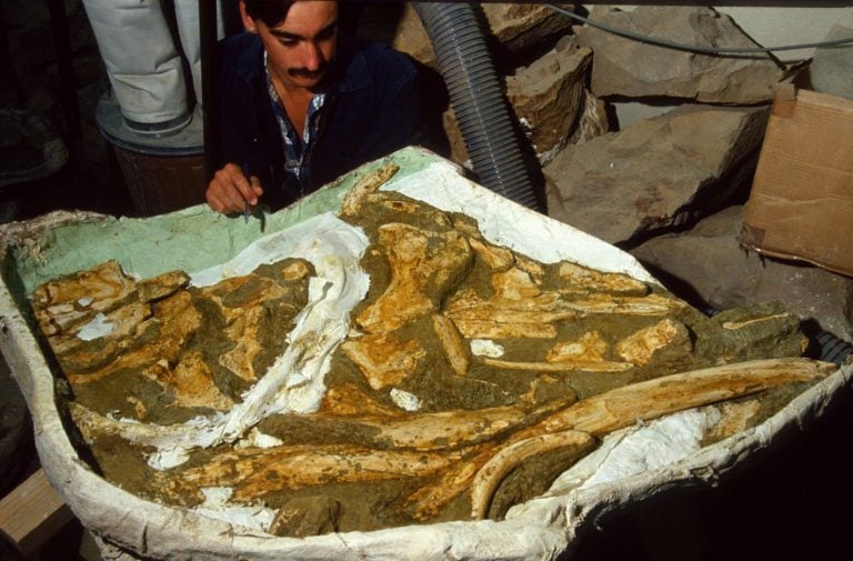 Paleontologists Identify a New Species of Ancient Whale