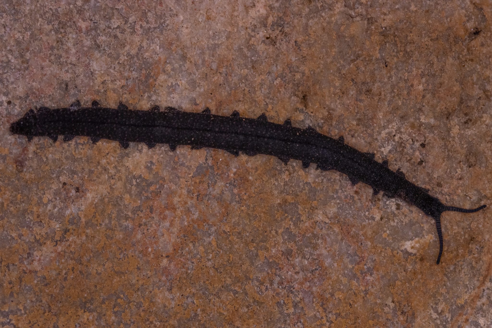 Discovery of a Lifetime: Student Discovers Ancient “Living Fossil ...