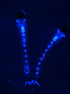 Gene Editing Technique Suppresses Malaria Infection in Mosquitoes