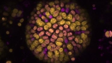 Photosynthesis Power: A Reliable and Renewable Biological Photovoltaic Cell