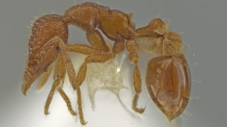 New Miniature Trap-Jaw Ant Ant Species Discovered – Named in ...