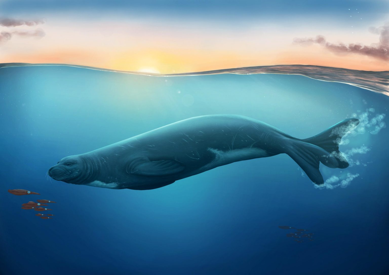 Discovery of New Seal Species Rewrites Evolutionary History