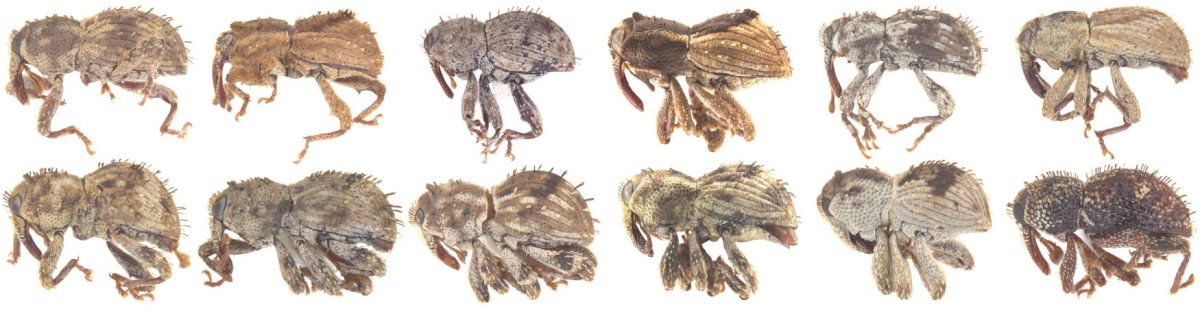 12 New Weevil Species Discovered Across Japan, Malaysia, Vietnam, and ...