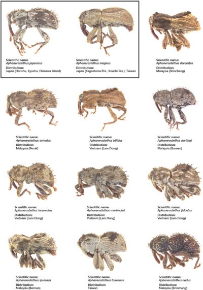 12 New Weevil Species Discovered Across Japan, Malaysia, Vietnam, and ...