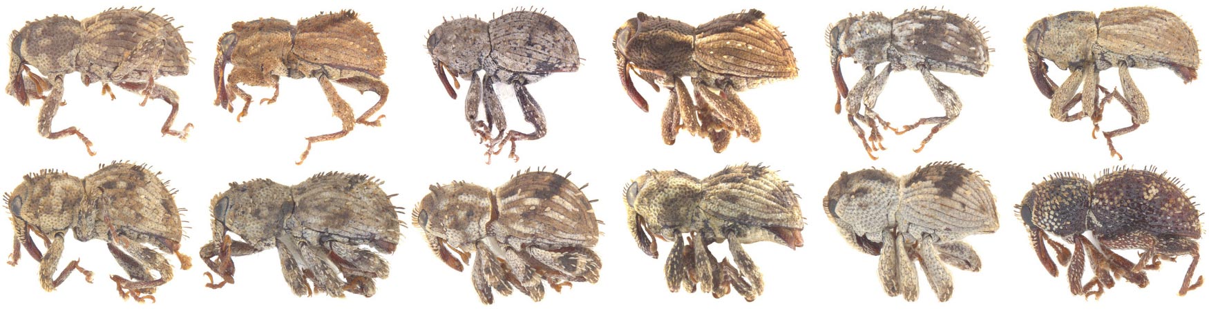 12 New Weevil Species Discovered Across Japan, Malaysia, Vietnam, and ...