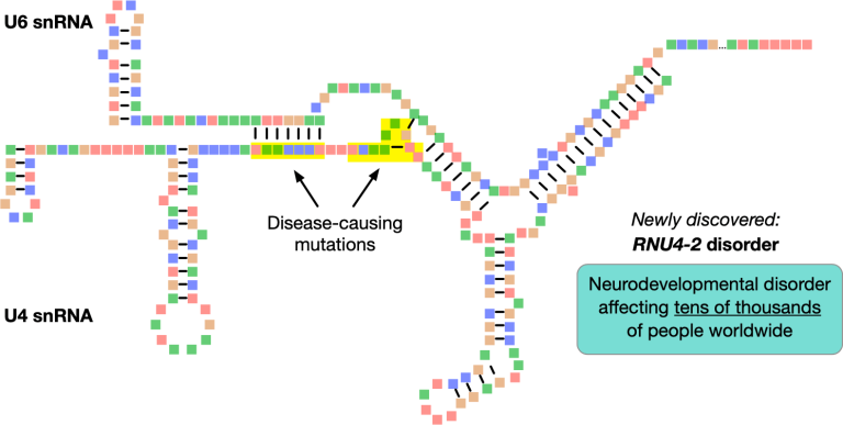 How a Single Gene Mutation is Rewriting the Book on Intellectual Disability