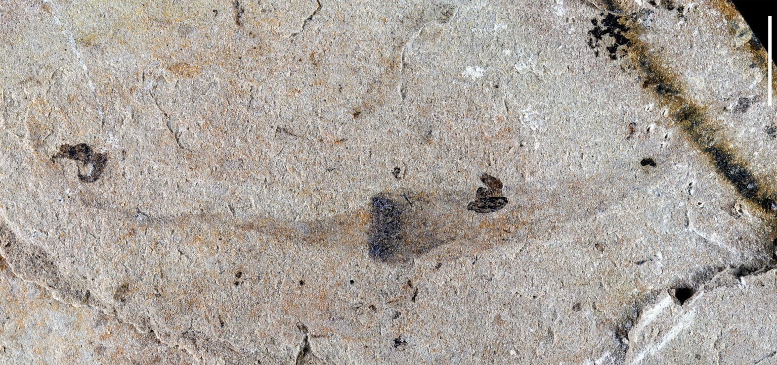 Scientists Just Rewrote the Timeline of Complex Life on Earth