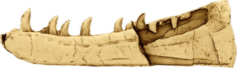 125-Year Mystery Solved: New Dinosaur Species Identified in Wales