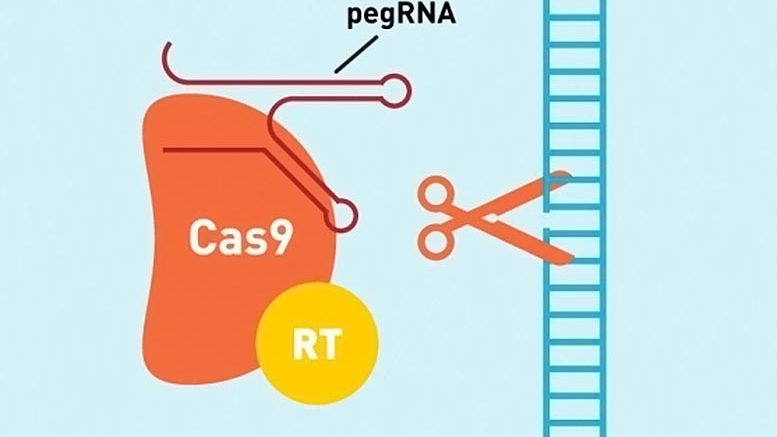 MIT’s New CRISPR-Based Gene-Editing Technique Transforms Cancer ...